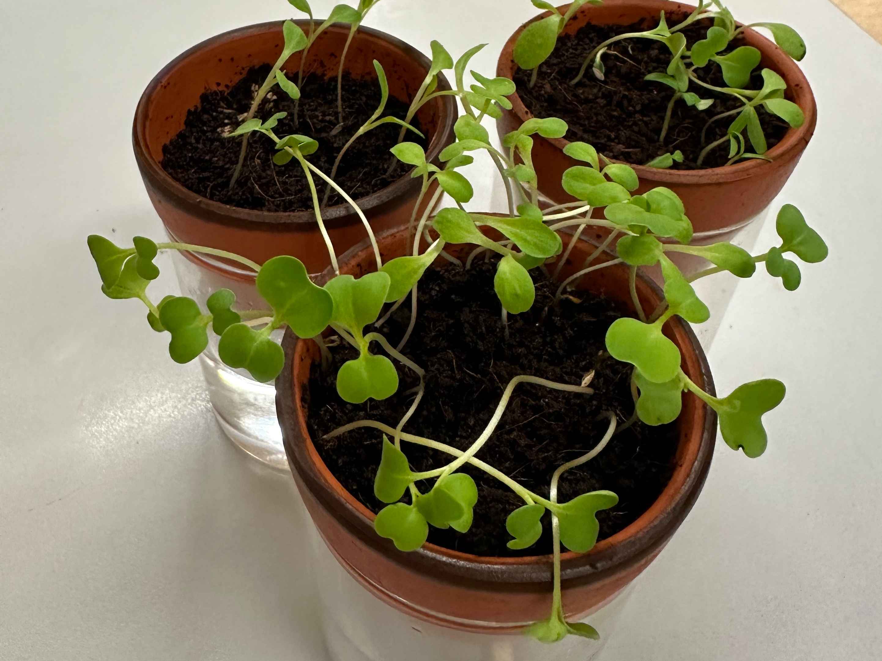 SYP-種菜自己食 Vegetable planting for beginners | BGCA Fans 香港小童群益會 活動資訊網站