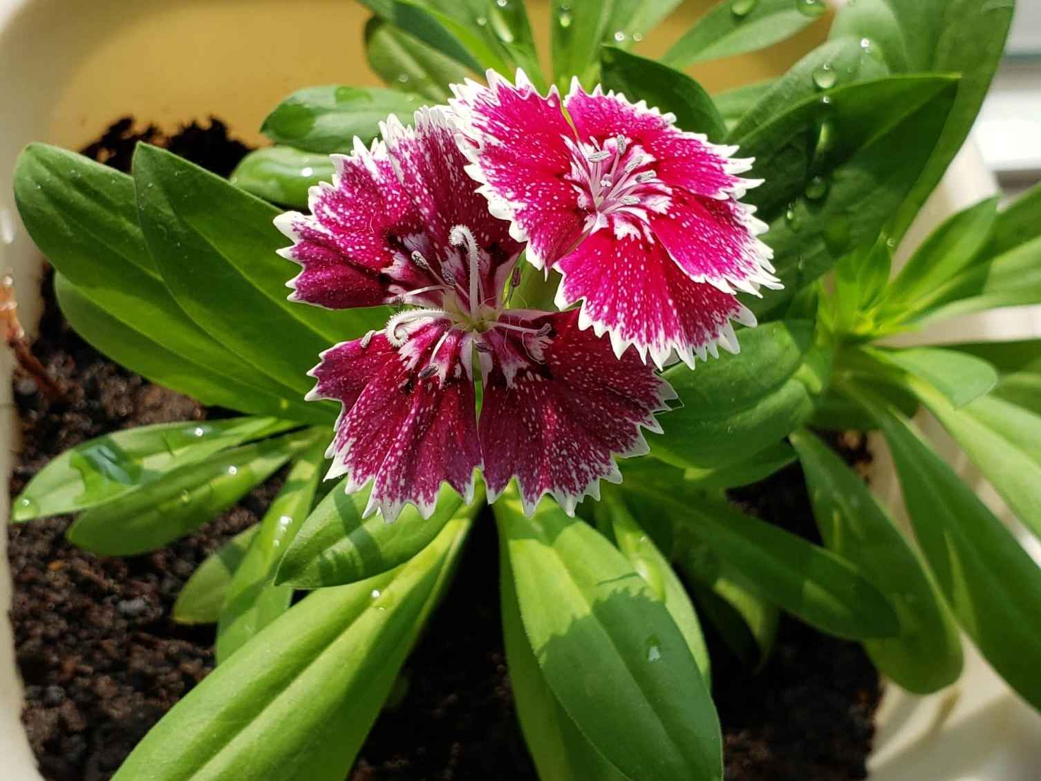 試後入廚樂 | BGCA Fans 香港小童群益會 活動資訊網站